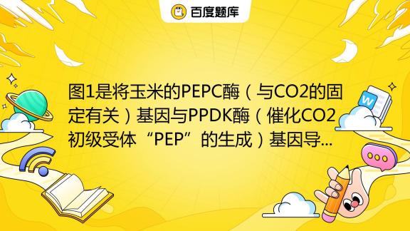 图1是将玉米的PEPC酶（与CO2的固定有关）基因与PPDK酶（催化CO2初级受体“PEP”的生成）基因导入水稻后，在某一温度下测得光照强度对 ...