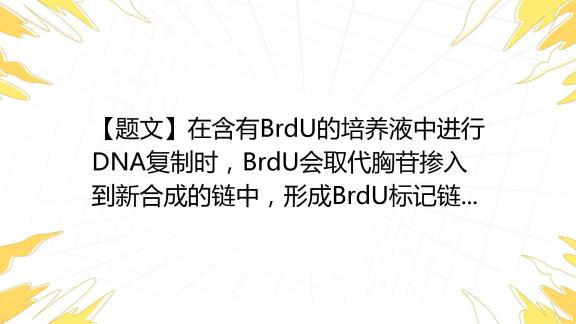 【题文】在含有BrdU的培养液中进行DNA复制时，BrdU会取代胸苷掺入到新合成的链中，形成BrdU标记链。当用某种荧光染料对复制后的染色体 ...