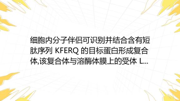 细胞内分子伴侣可识别并结合含有短肽序列 KFERQ 的目标蛋白形成复合体,该复合体与溶酶体膜上的受体 L 结合后,目标蛋白进入溶酶体被降解。该 ...